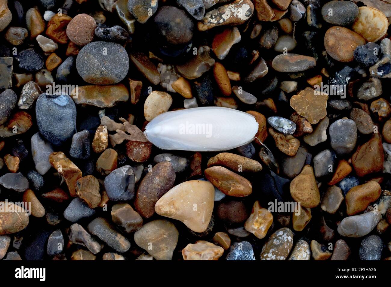 Cuttlefish uk hi-res stock photography and images - Alamy