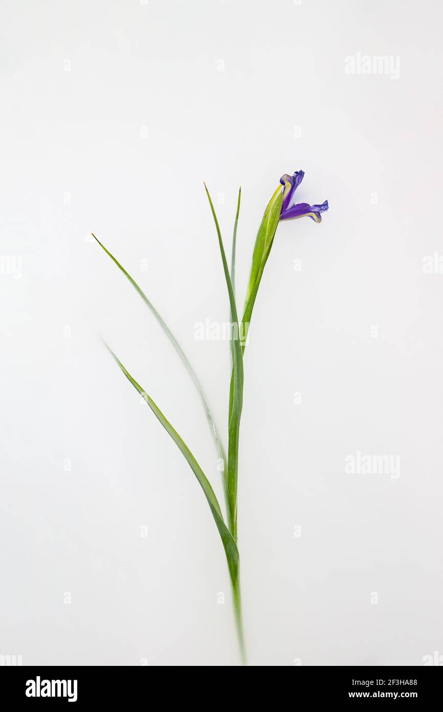 Milky Iris High Resolution Stock Photography and Images - Alamy