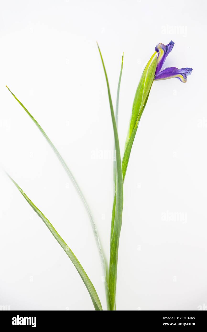 Milky iris hi-res stock photography and images - Alamy