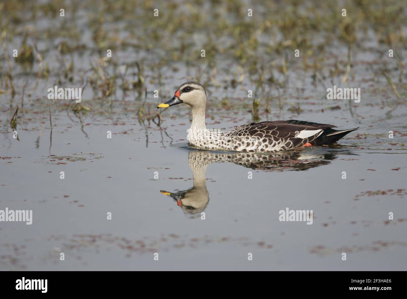 Spot-Billed Duck Anas poecilorhyncha Keoladeo Ghana National Park ...