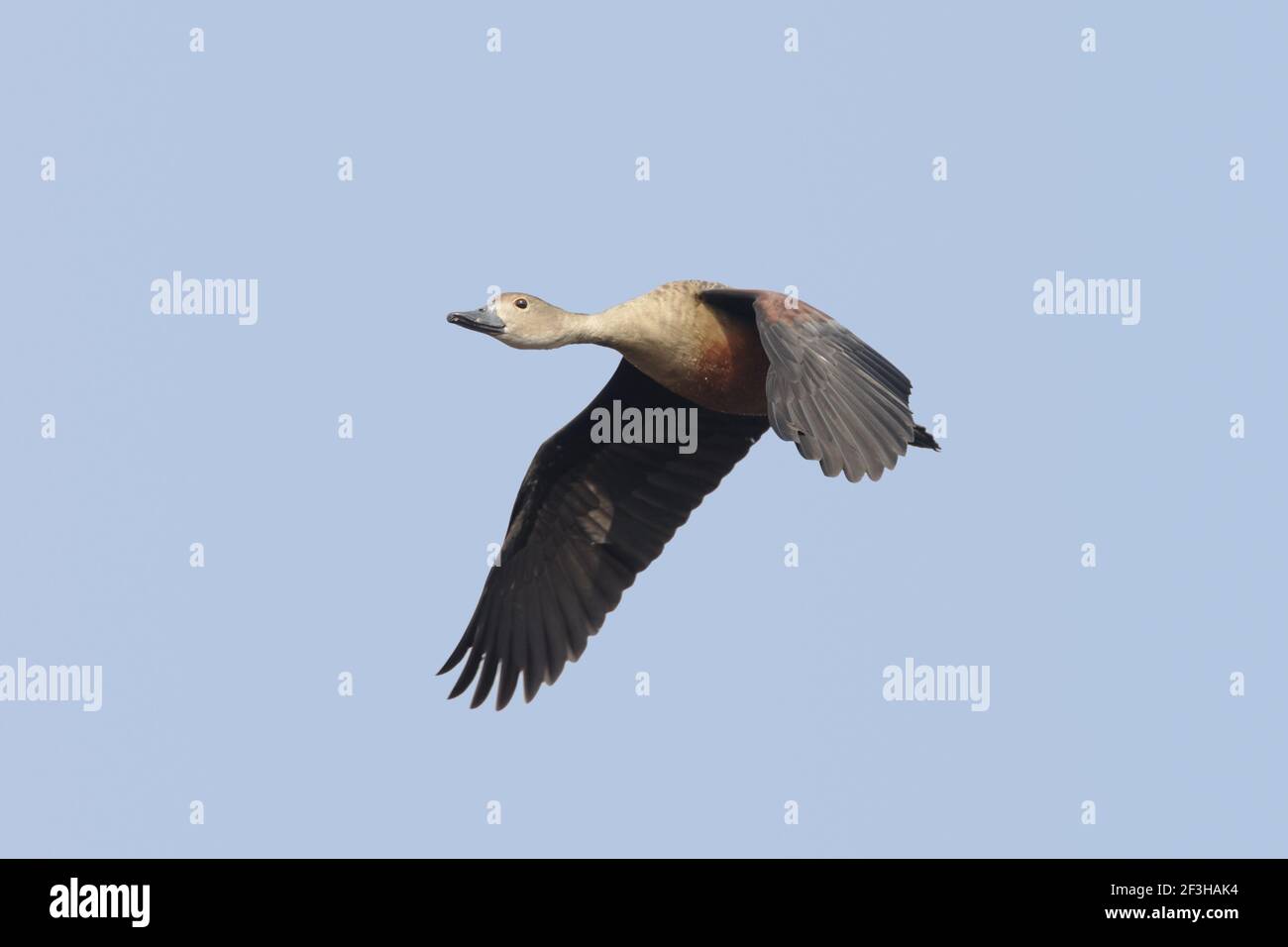 Lesser whistling duck bharatpur hi-res stock photography and images - Alamy