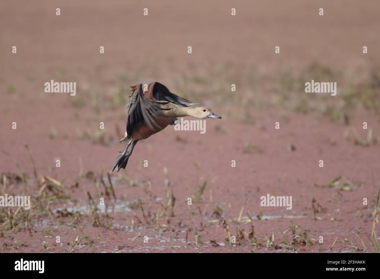 Indian Whistling Duck India High Resolution Stock Photography and ...