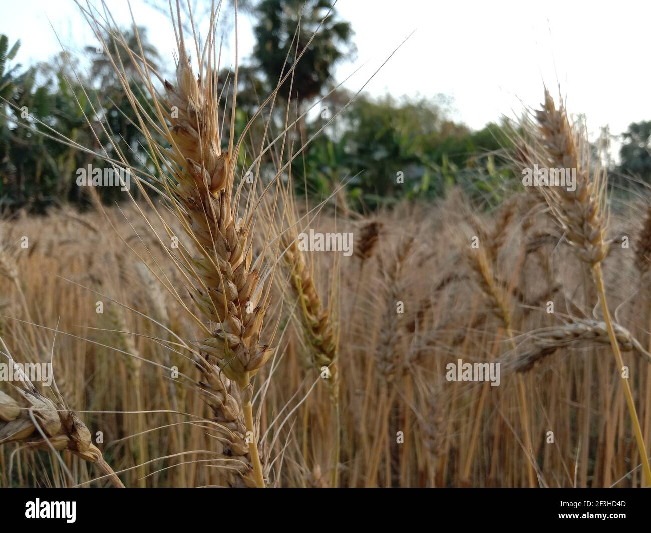 ripe wheat closeup on firm for harvest and sell Stock Photo - Alamy