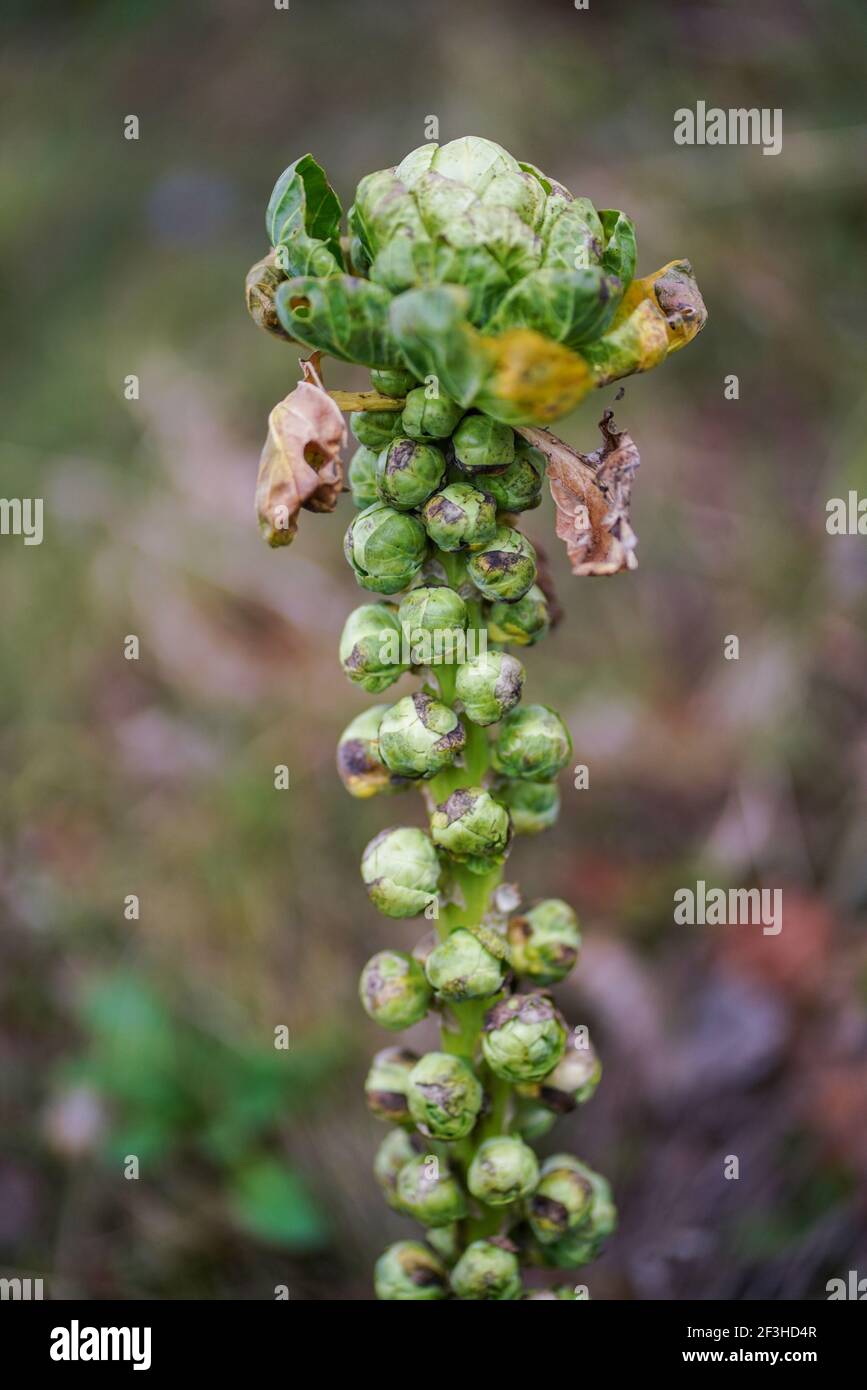 Brussels sprout growing stalk hi-res stock photography and images - Alamy