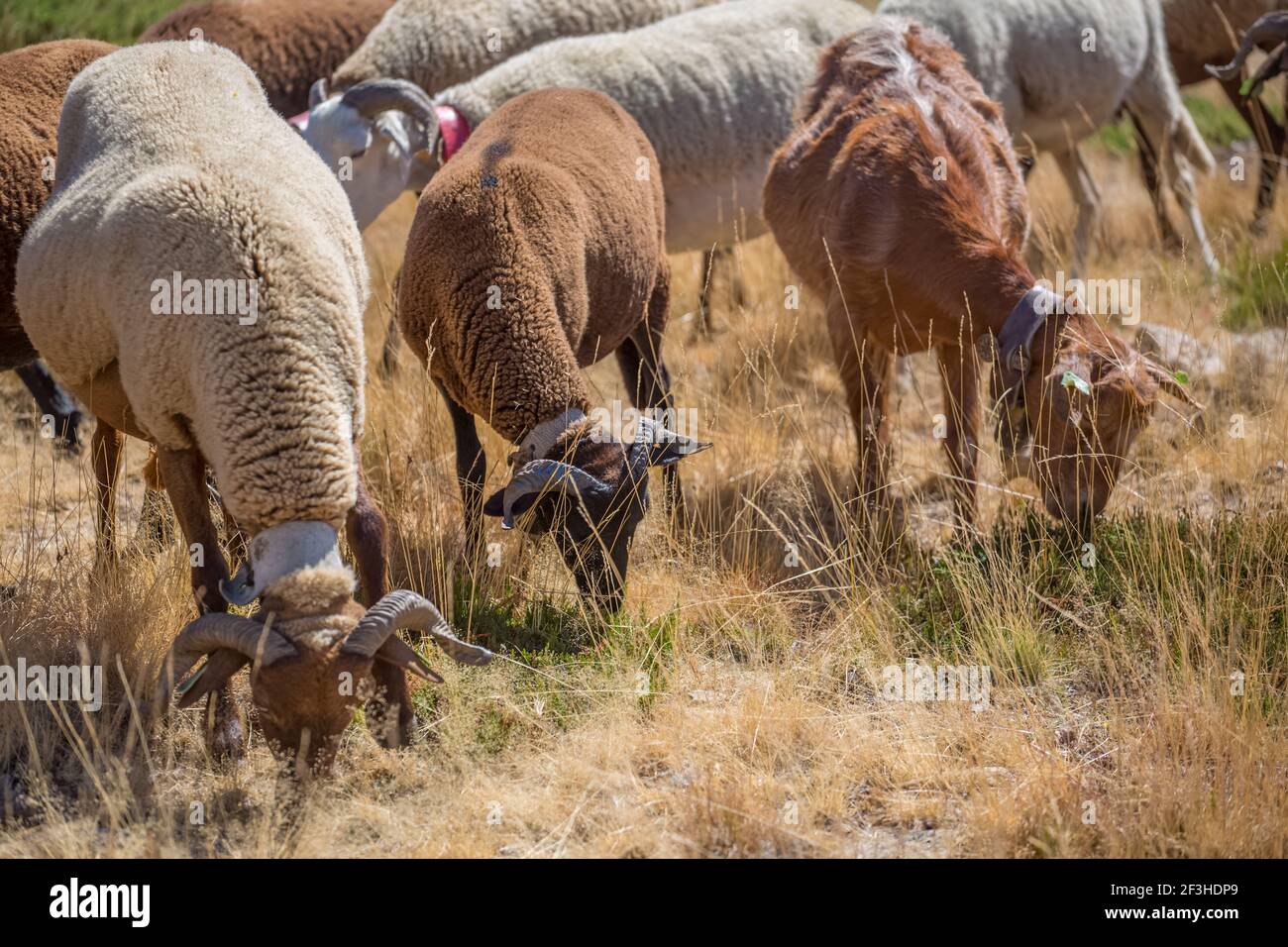 View of a group of mountain sheeps grazing in the field with a bell ...