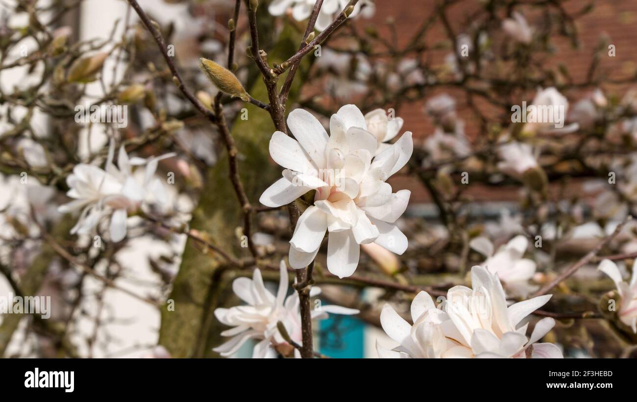 Close up magnolia blossoms hi-res stock photography and images - Alamy