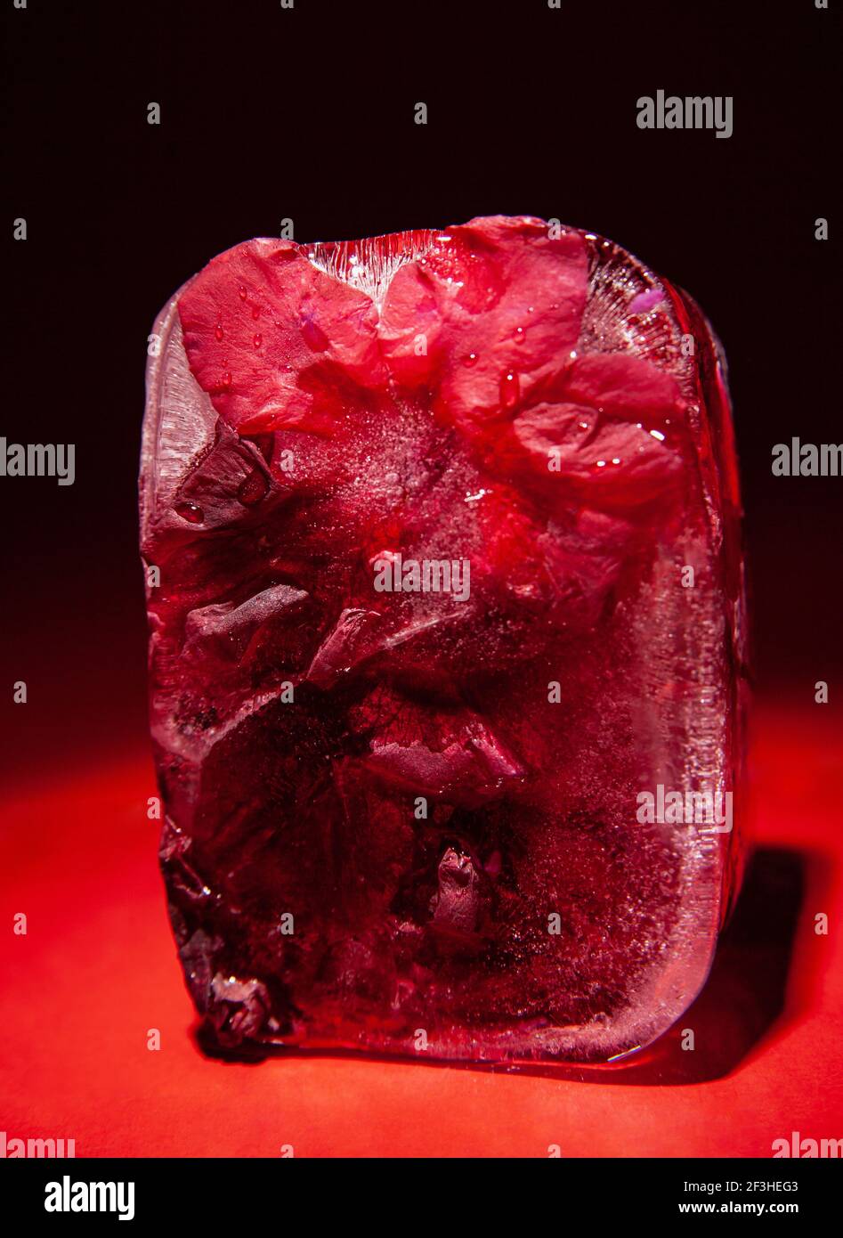 Red flower in ice cube on table Stock Photo - Alamy