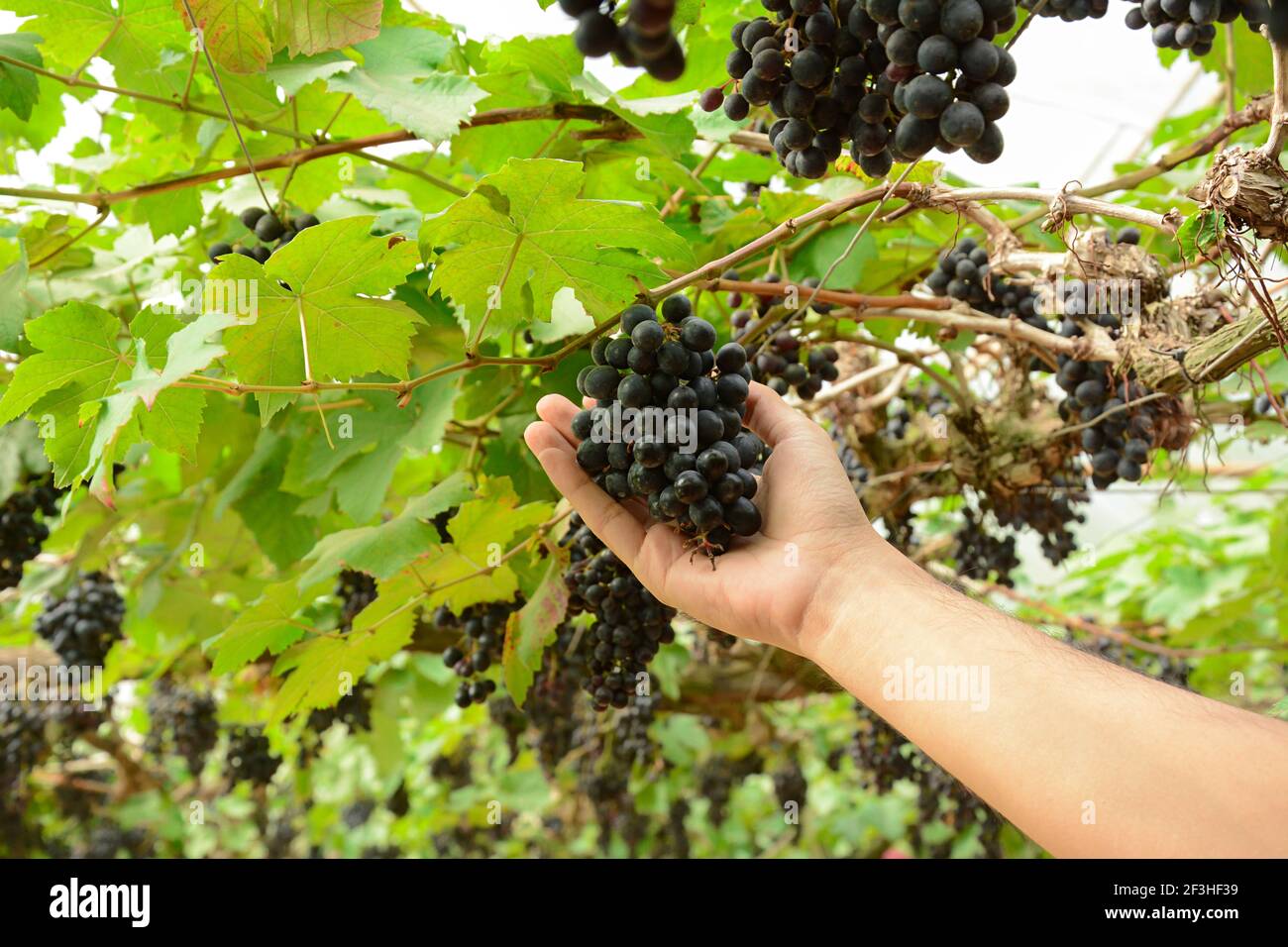 Cluster hand hi-res stock photography and images - Alamy