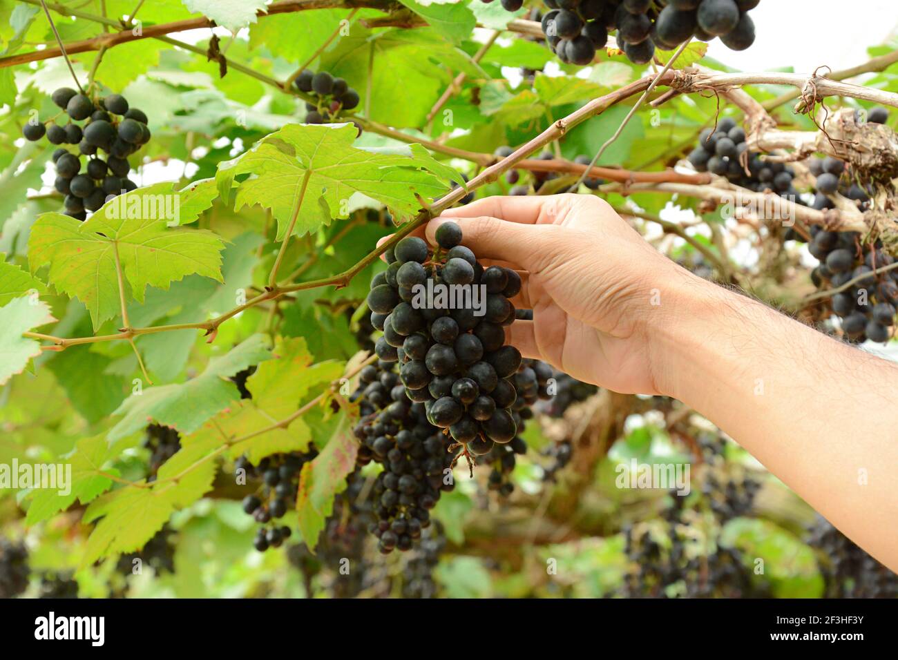 Hand picking grapes that hanging on the vine Stock Photo - Alamy