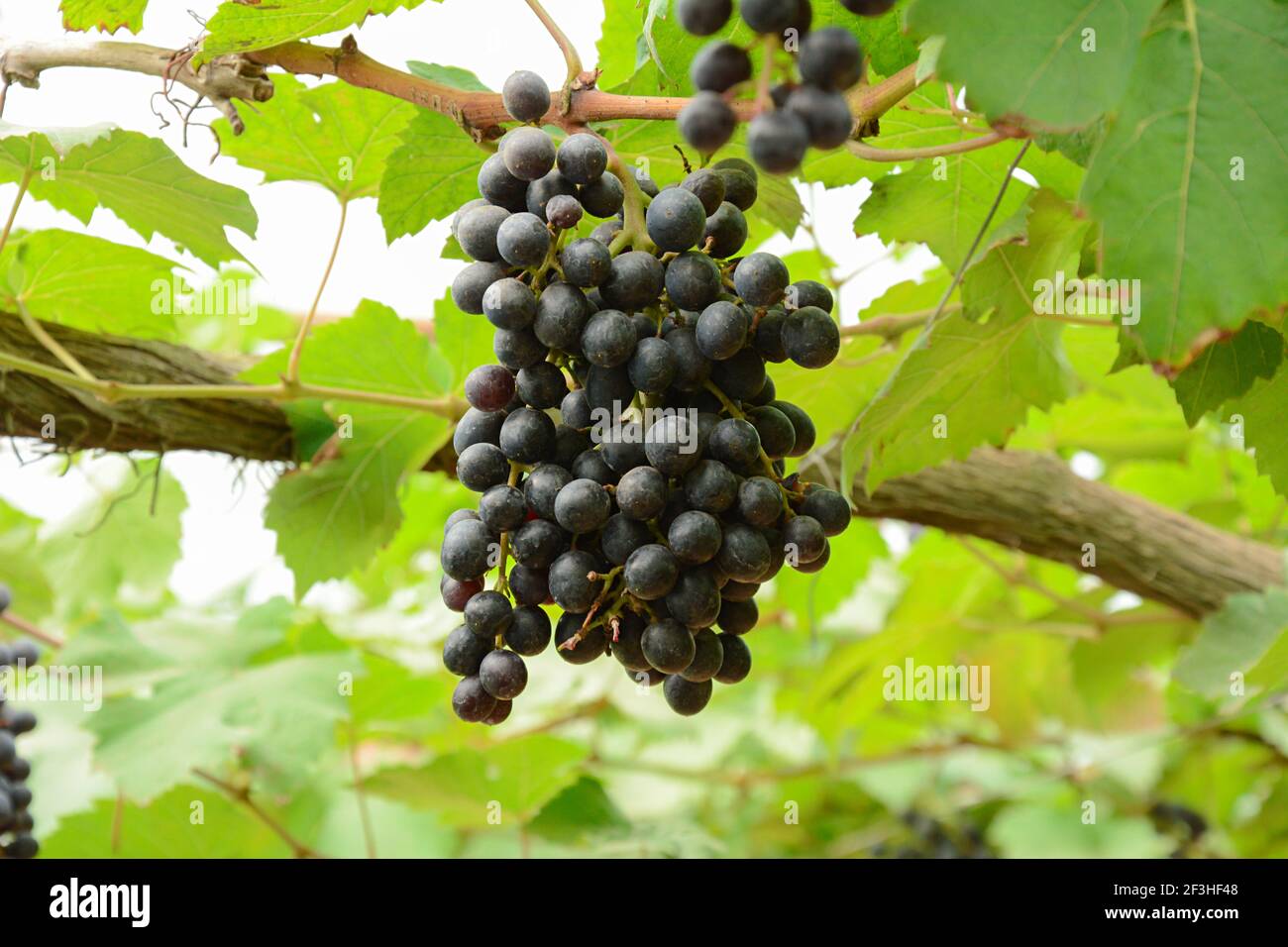 Grape cluster hanging on the vine with green leaves Stock Photo - Alamy