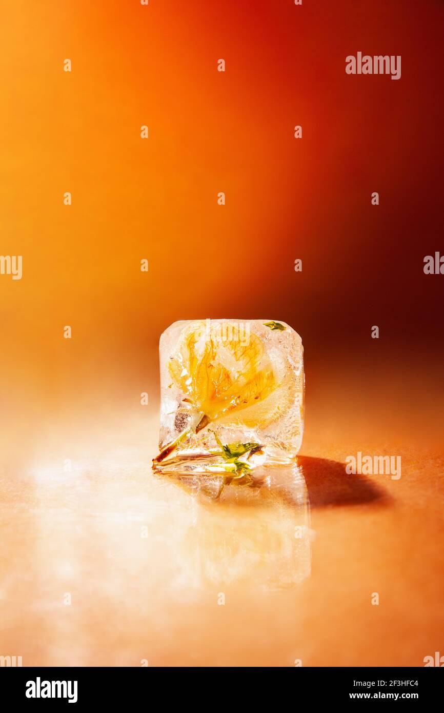 Ice cube with flower bud on table Stock Photo - Alamy