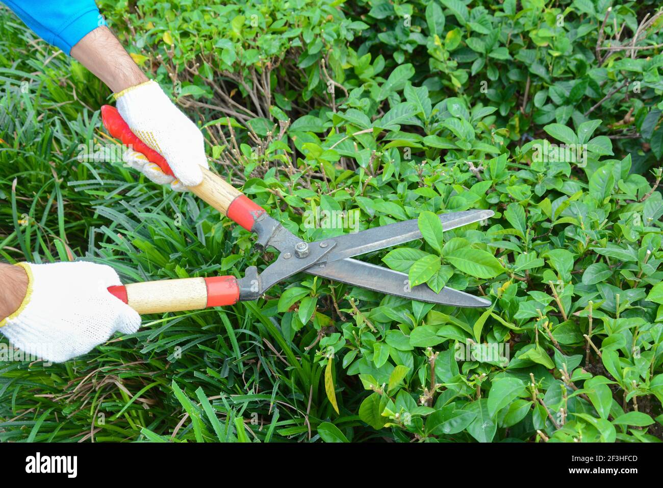 Gardener cutting hedge (or bush) with grass shears Stock Photo - Alamy