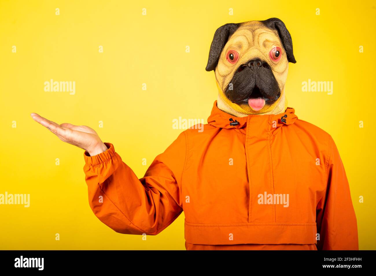 Portrait of pug-headed man holding something by hand Stock Photo - Alamy