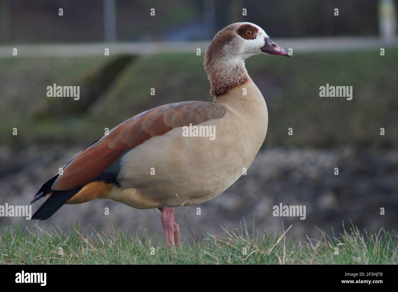 Anatids hi-res stock photography and images - Alamy