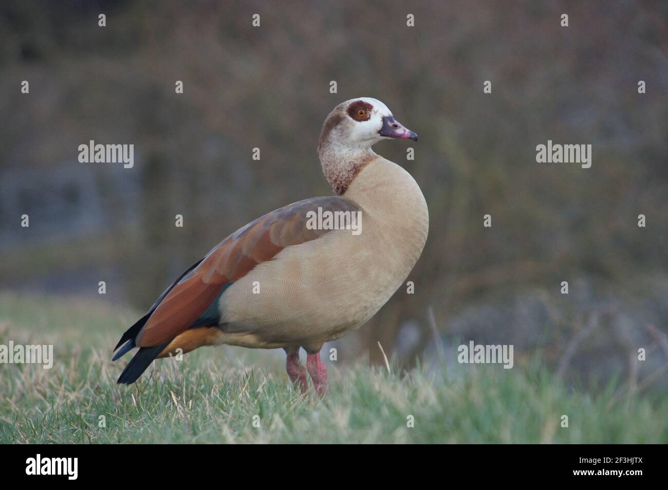 Invasive neozoen hi-res stock photography and images - Alamy
