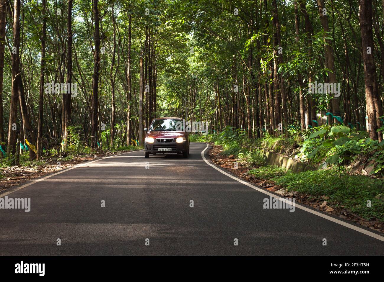 car on foresr road Stock Photo - Alamy
