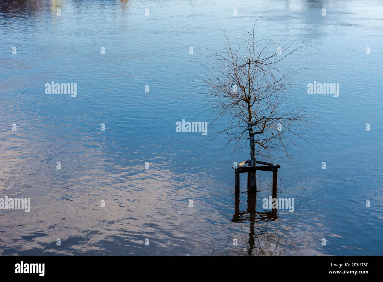 Solitary tree standing in high water flooded area with snow melting in ...
