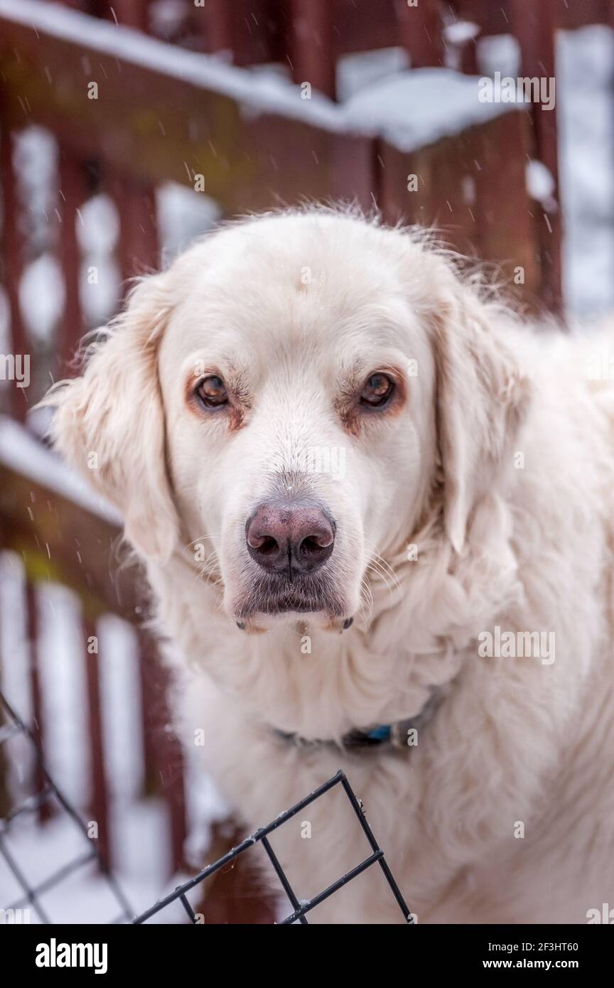 Tatra Shepherd Dog Stock Photo - Alamy