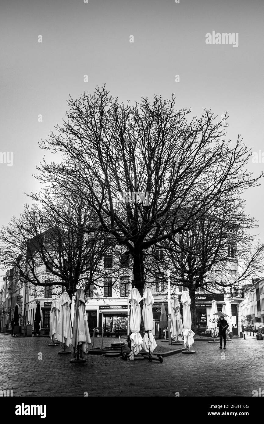 Black and White Tree Stock Photo - Alamy