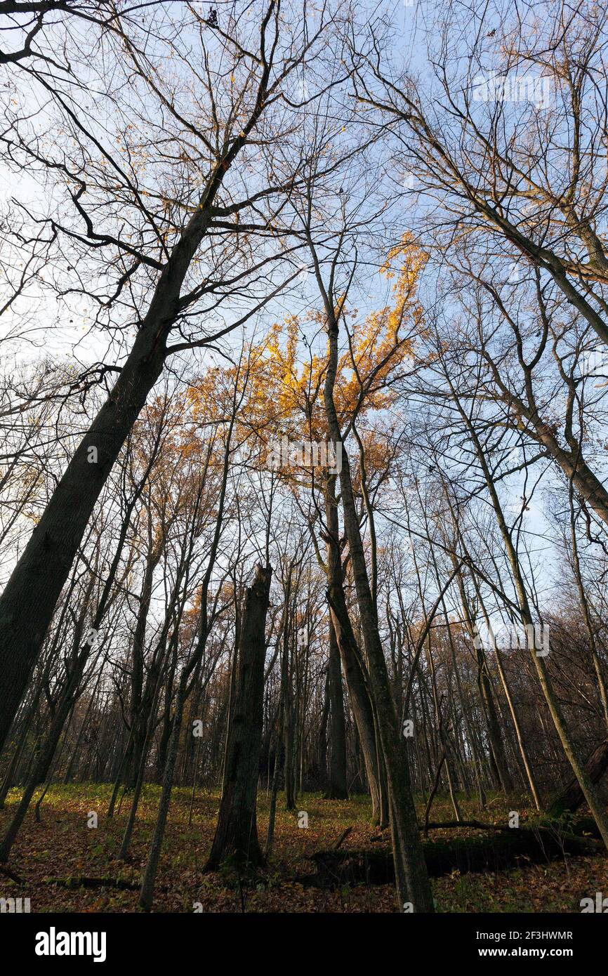 Trees without shape hi-res stock photography and images - Alamy
