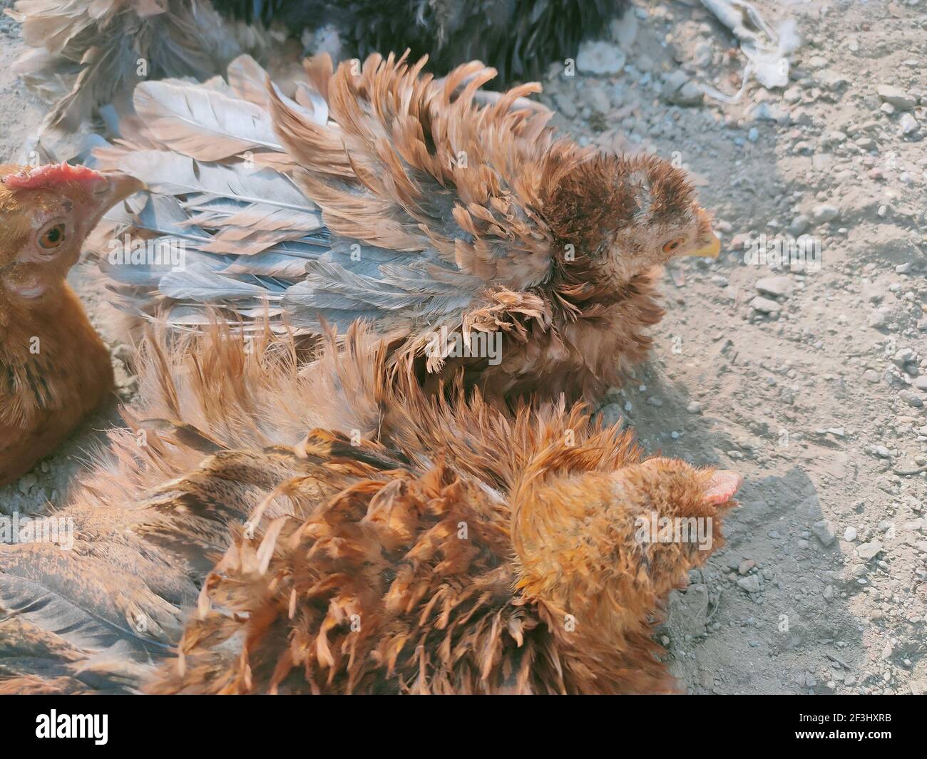 hens inverted feather Stock Photo - Alamy