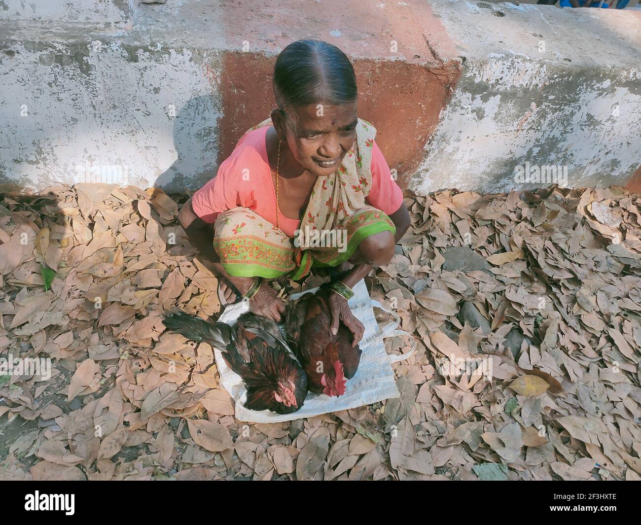 Chicken hen indigenous hi-res stock photography and images - Alamy