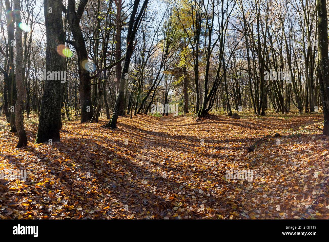 trees in the autumn season Stock Photo - Alamy