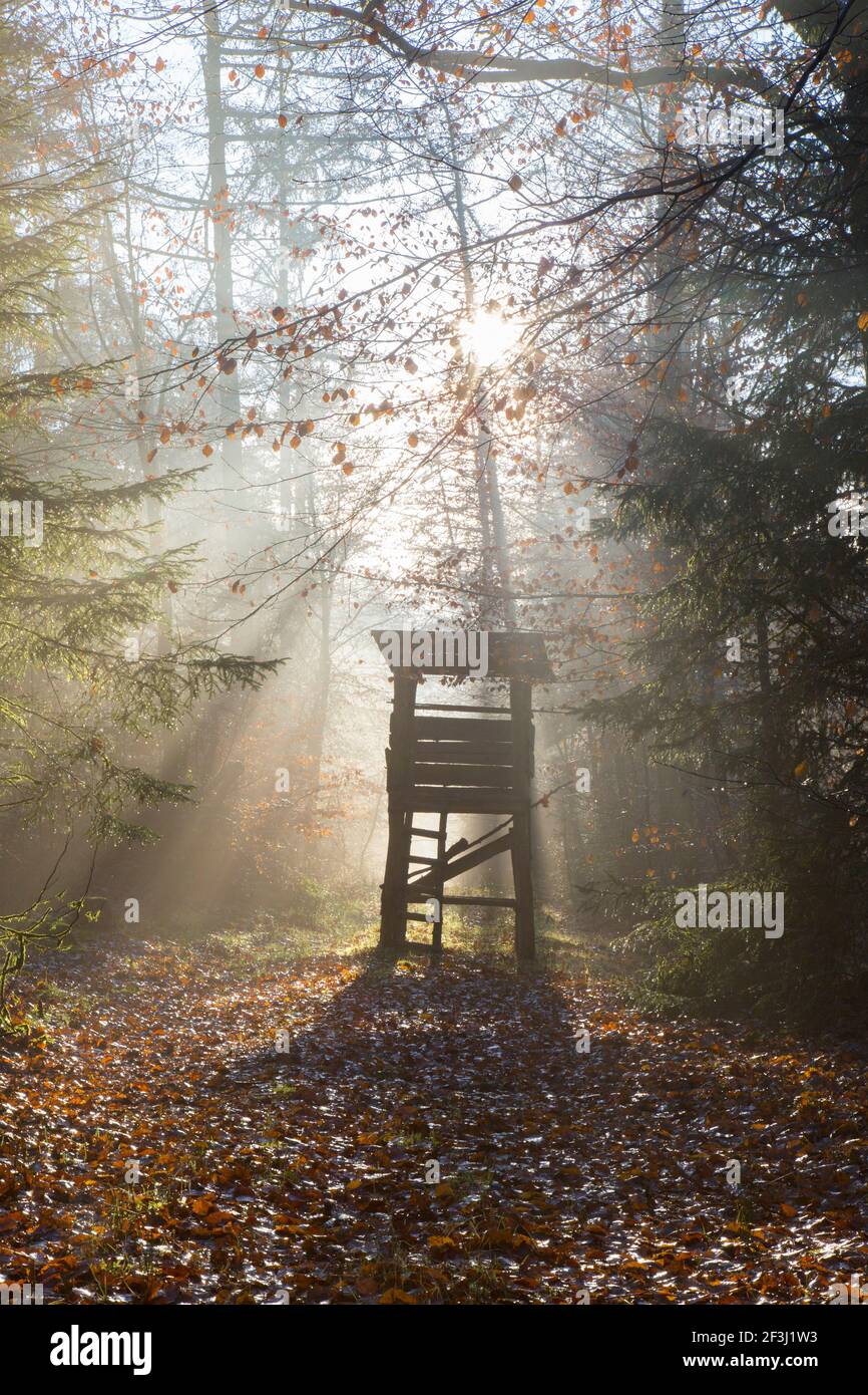 Stand in forest hi-res stock photography and images - Alamy