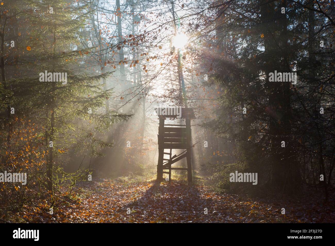 Stand in forest hi-res stock photography and images - Alamy