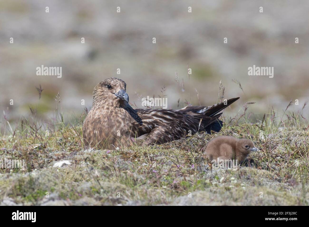 Juvenile great skua hi-res stock photography and images - Alamy