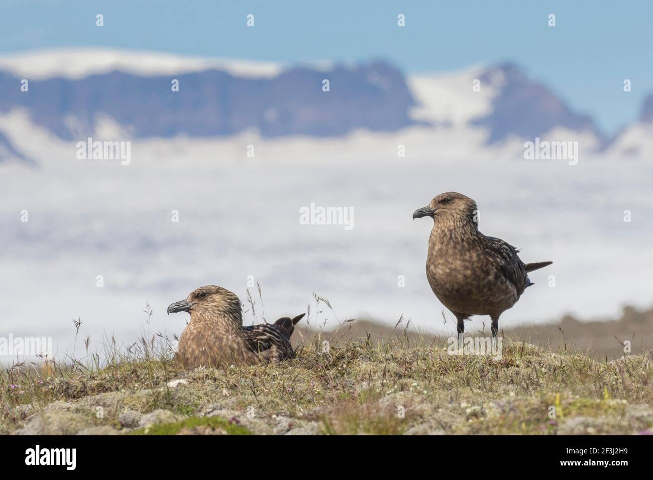 Pair of great skuas hi-res stock photography and images - Alamy