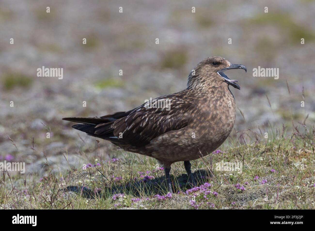 Great Skua (Stercorarius skua). Adult standing while calling. Iceland ...