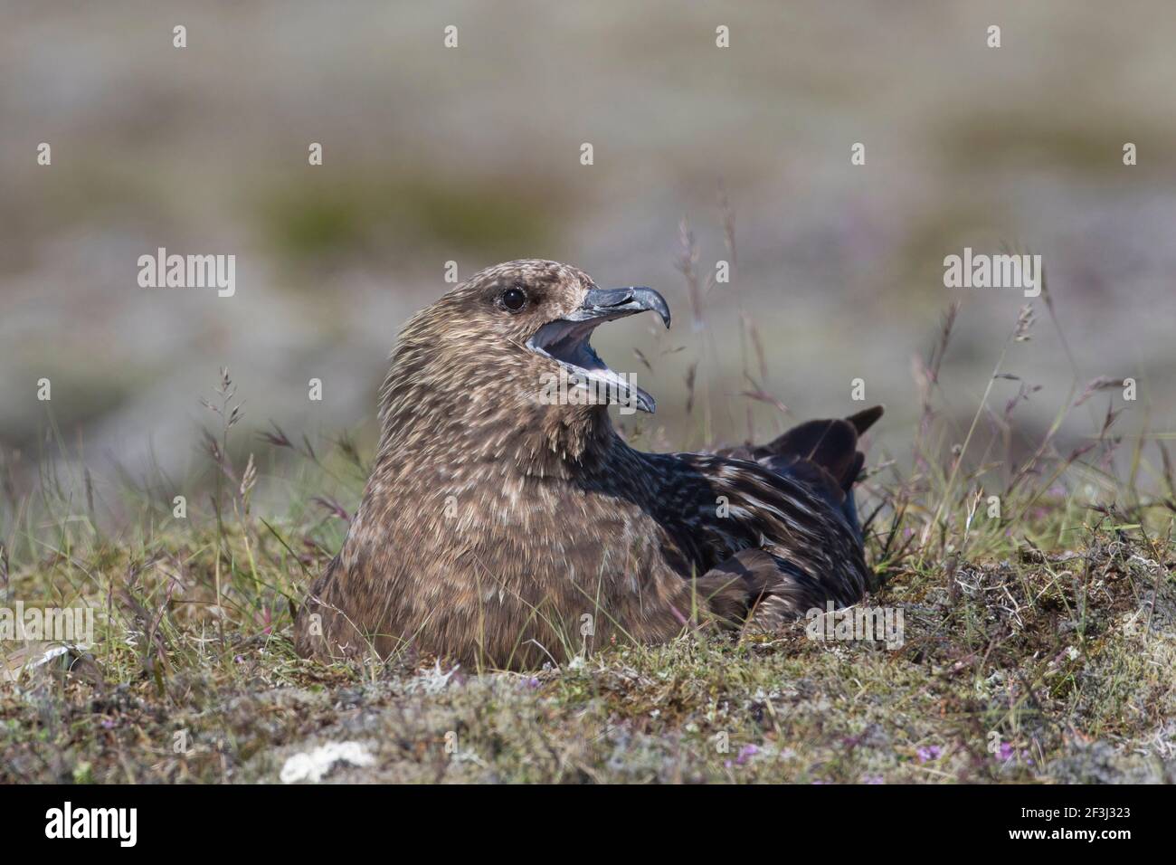 Great Skua (Stercorarius skua). Adult on nest, calling. Iceland Stock ...