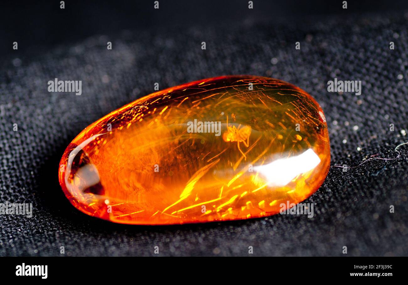 Amber insect prehistoric hi-res stock photography and images - Alamy