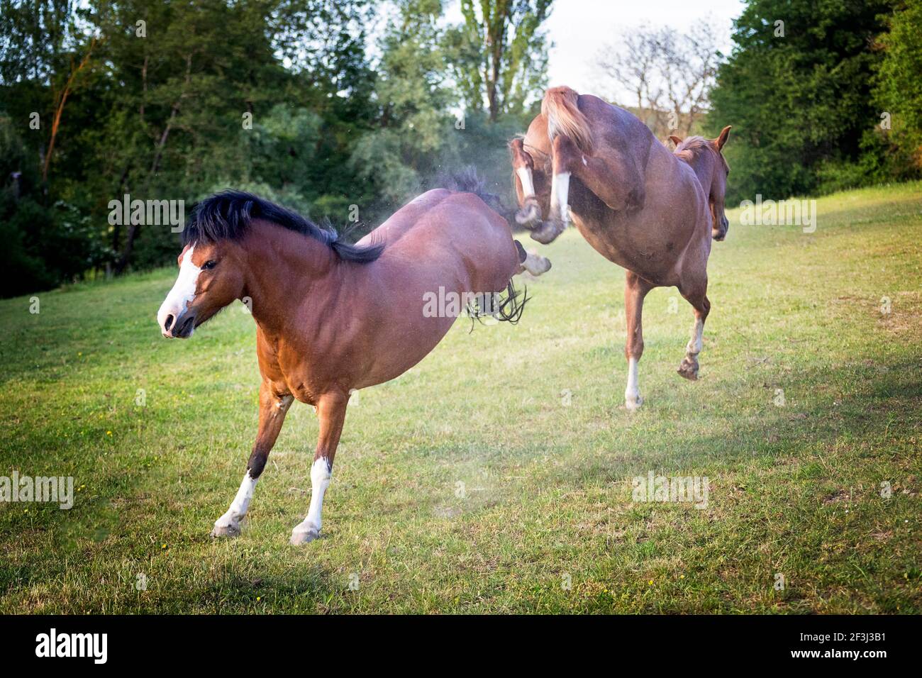 Welsh mountain pony mares hi-res stock photography and images - Alamy