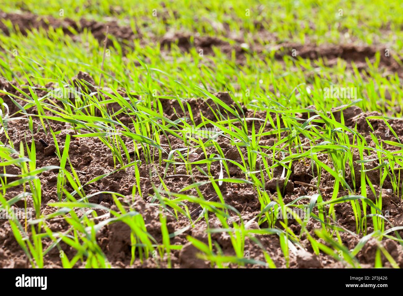 agricultural field with green grass Stock Photo - Alamy