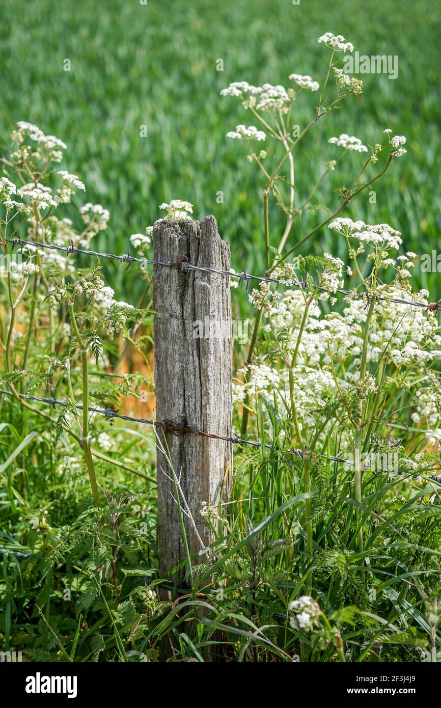 Old fence post hi-res stock photography and images - Alamy