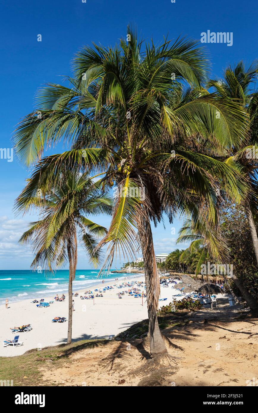 Beach and Coconut trees (Cocos nucifera) in Varadero, Cuba Stock Photo ...