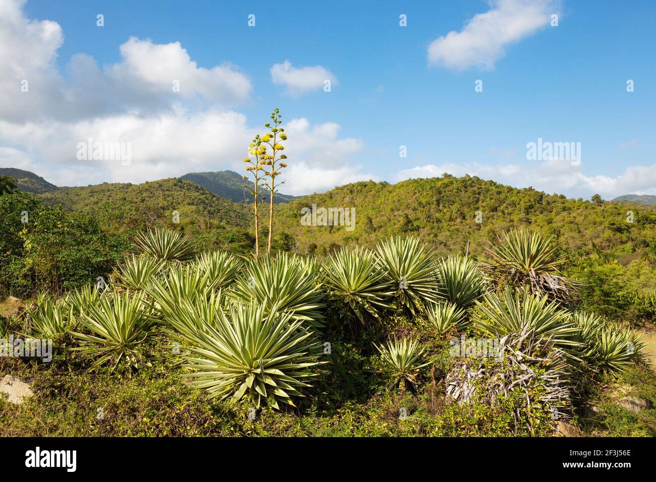 Caribbean agave (Agave angustifolia), against the backdrop of the Sierra Maestra, Santiago de ...
