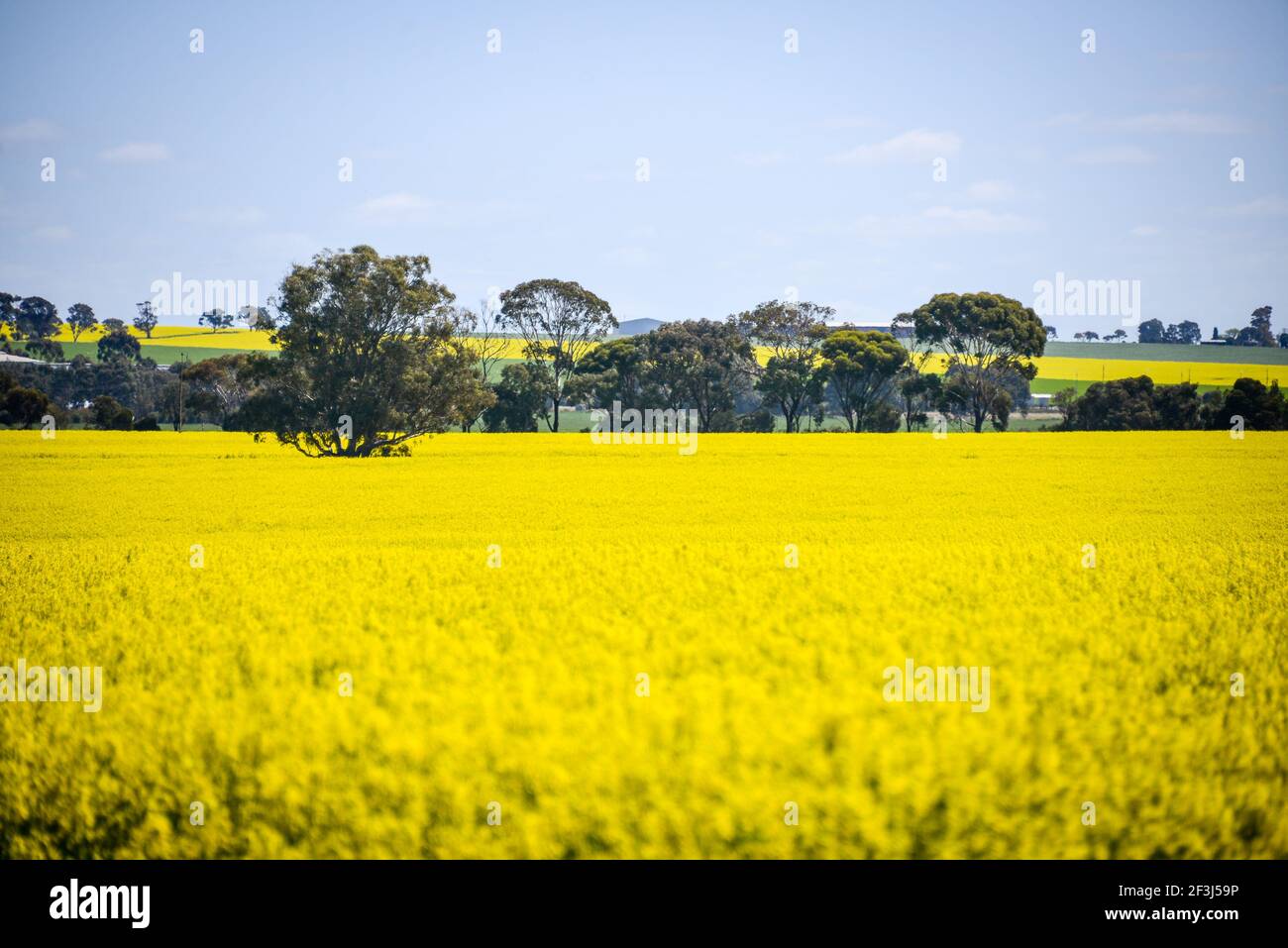 Wide view of canola field in the Barossa Valley, South Australia Stock ...