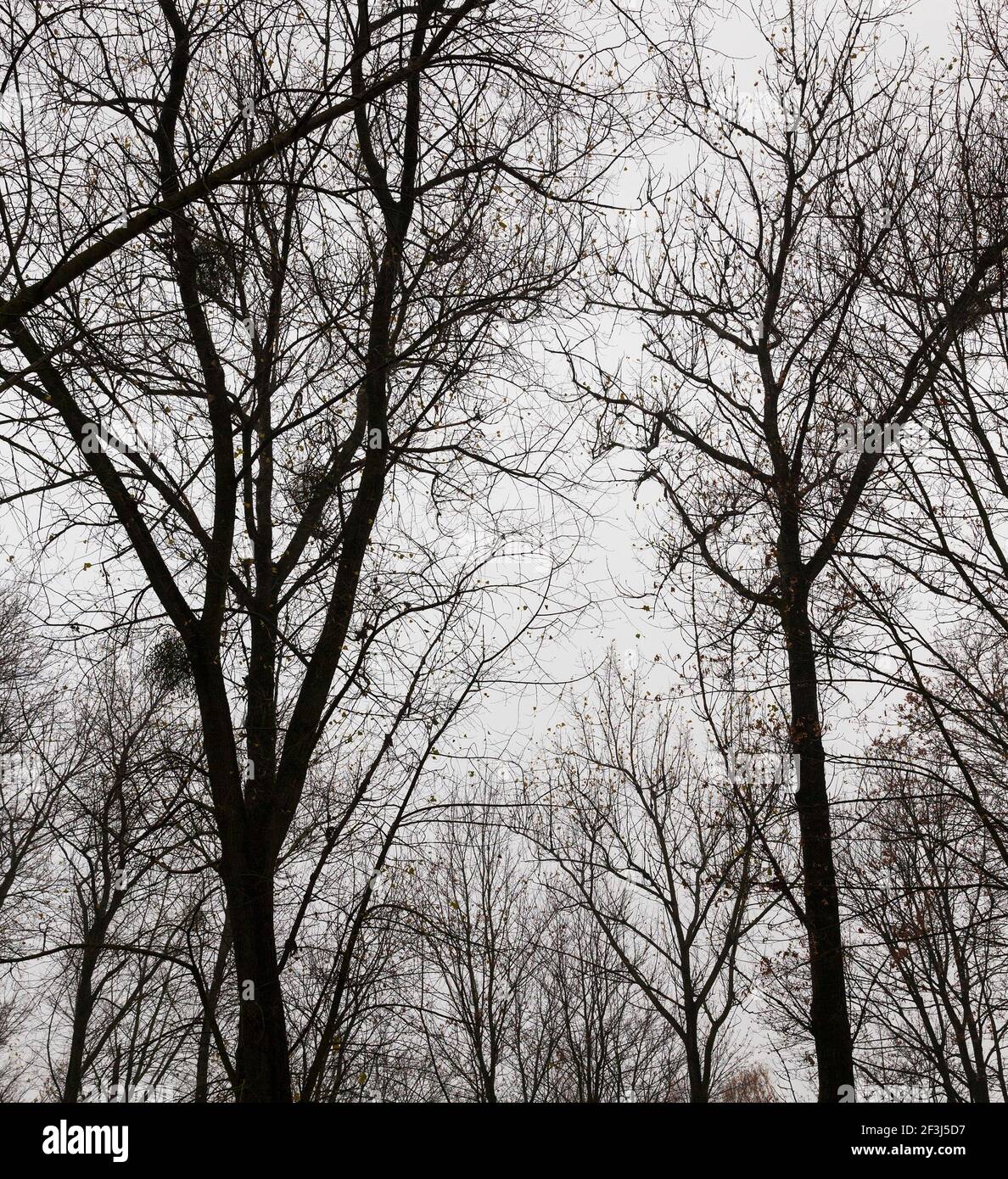 silhouettes of tree trunks Stock Photo - Alamy