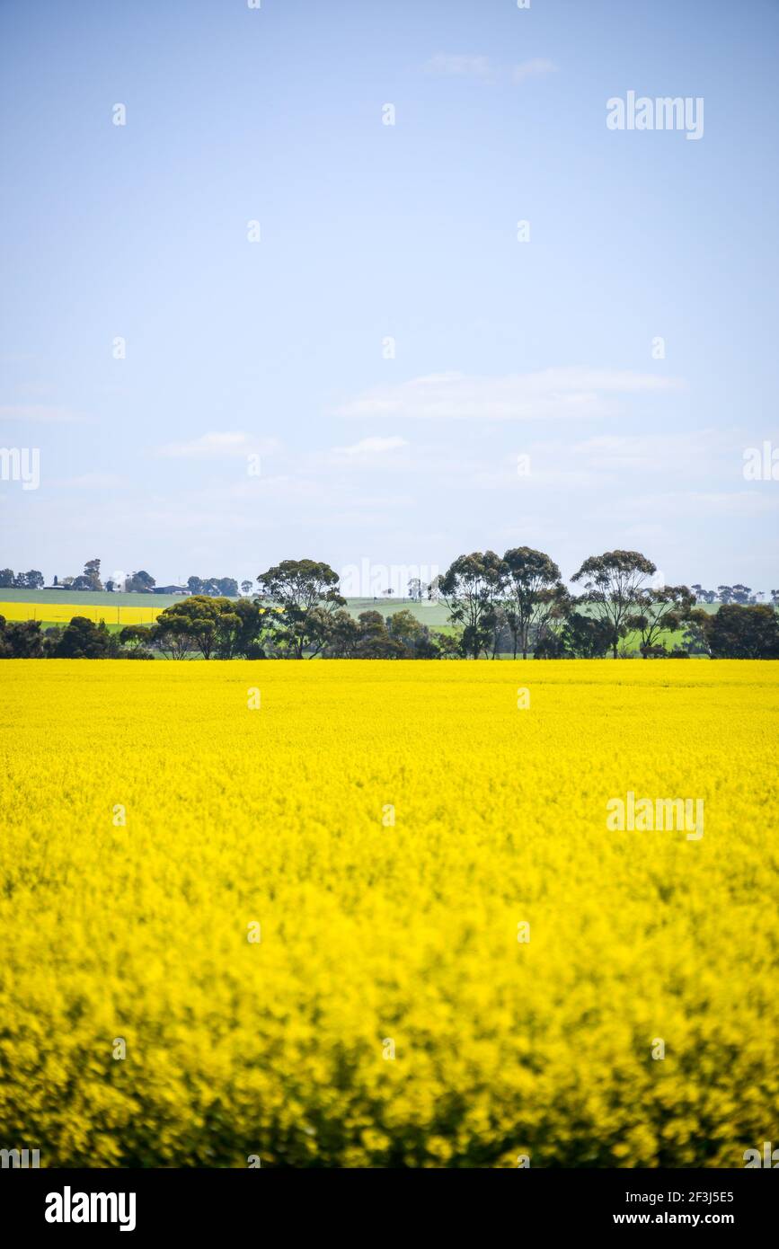 Portrait view of canola field in the Barossa Valley, South Australia ...