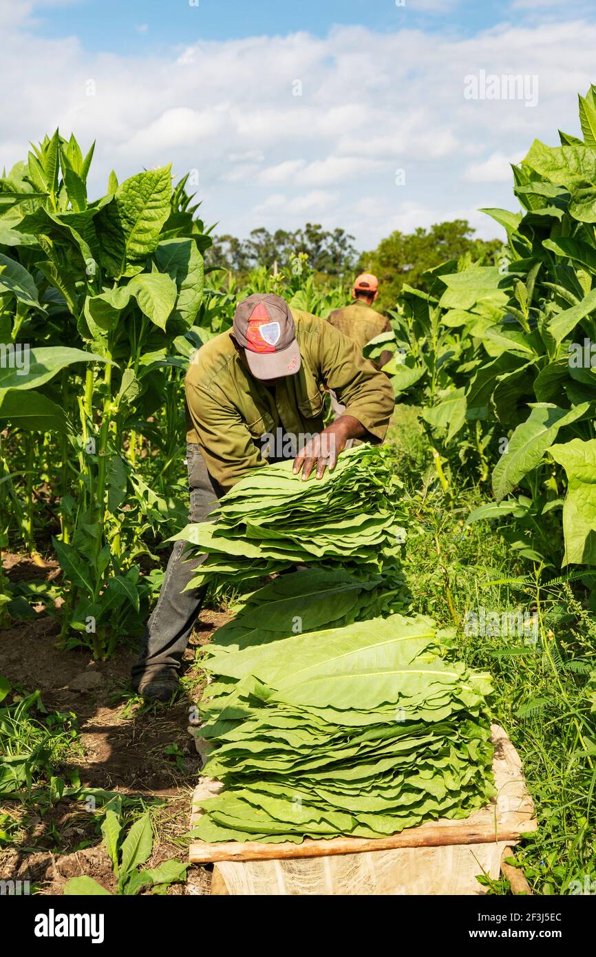 Common tobacco (Nicotiana tabacum), harvesting tobacco leaves ...
