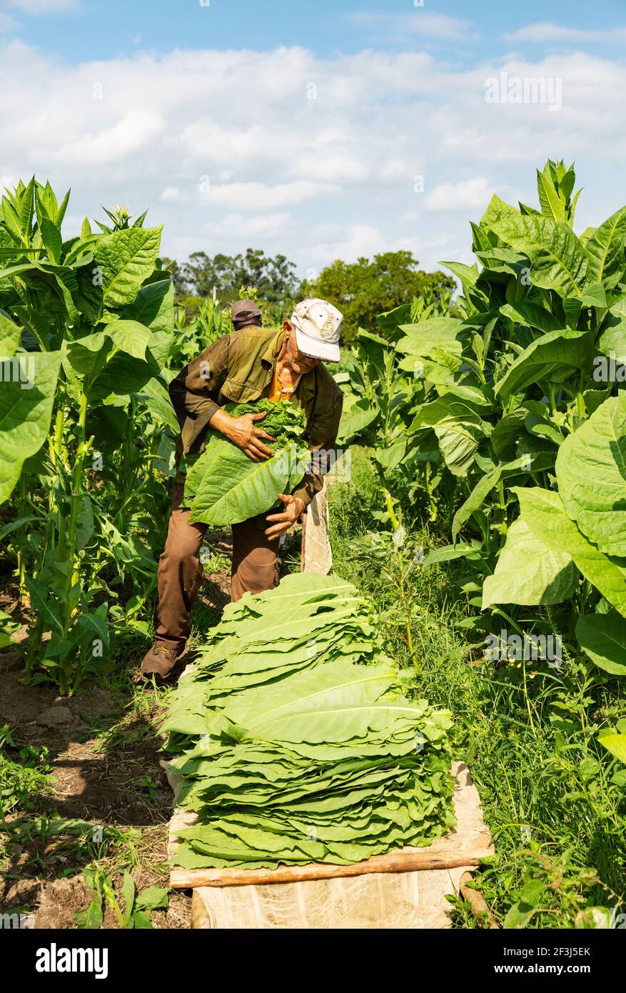Common tobacco (Nicotiana tabacum), harvesting tobacco leaves ...
