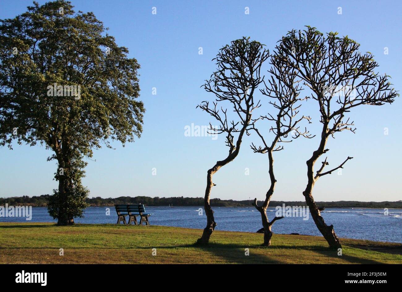Trees on the beach in Ballina in New South Wales in Australia Stock ...
