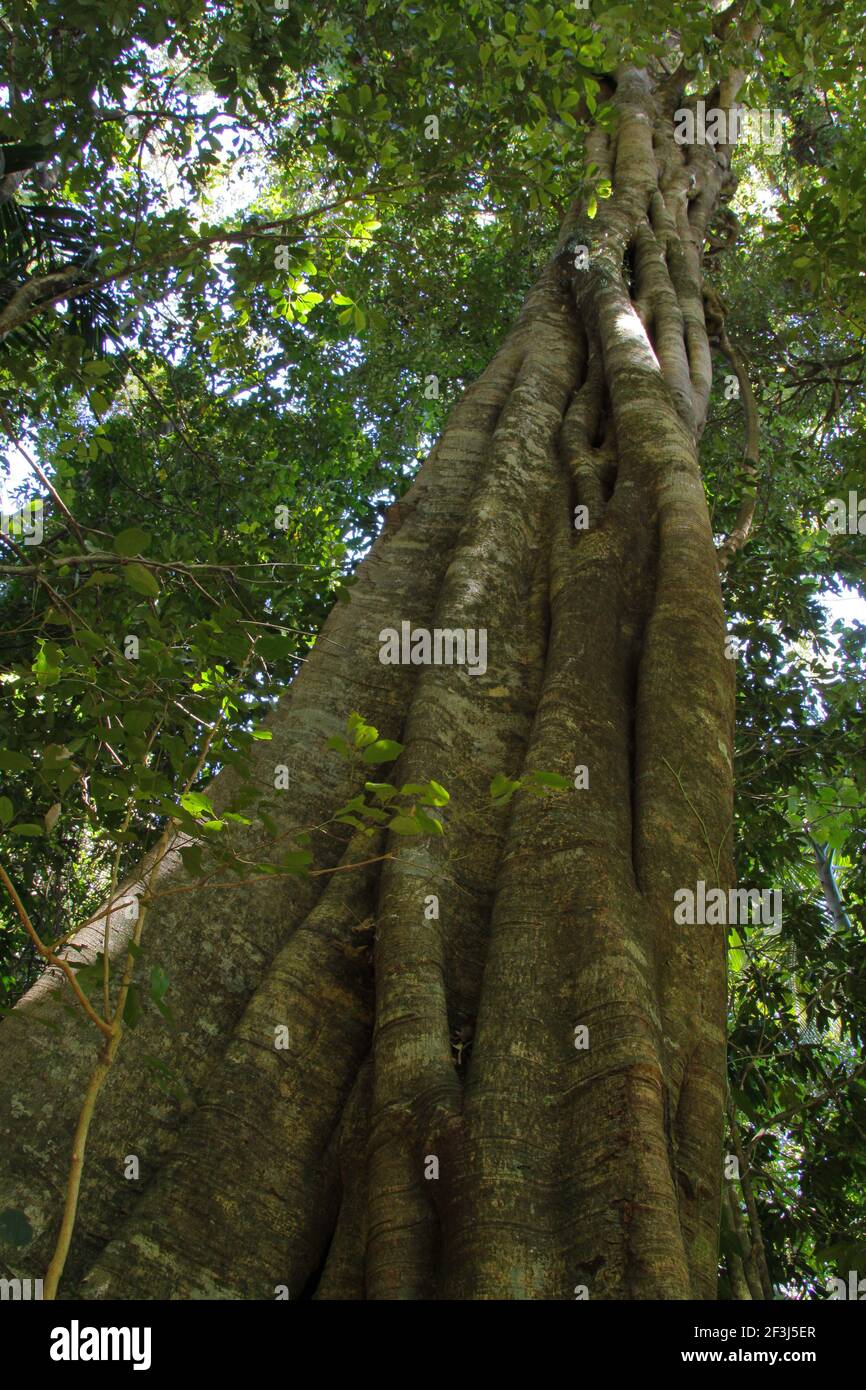 Fig Tree in Lamington National Park in Australia Stock Photo - Alamy