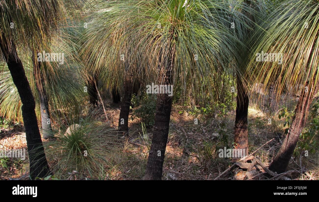 Grass trees in Lamington National Park in Queensland in Australia Stock ...