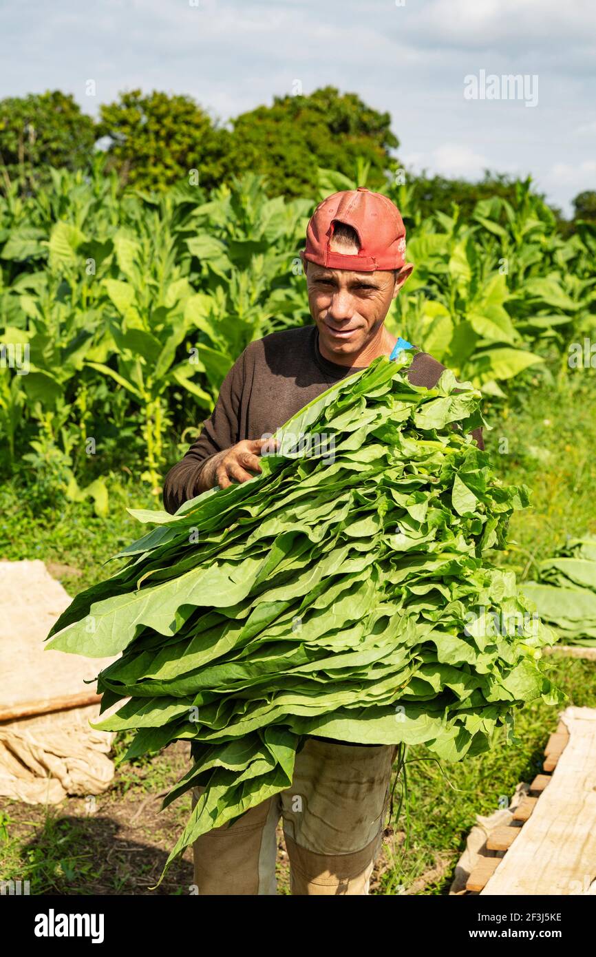 Common tobacco (Nicotiana tabacum), harvesting tobacco leaves ...