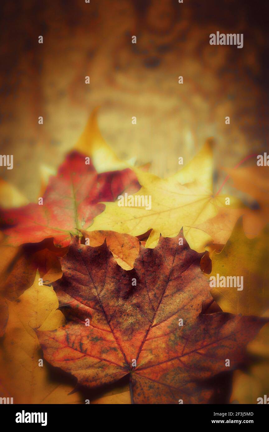 still life of autumn leaves in red and brown colors Stock Photo - Alamy