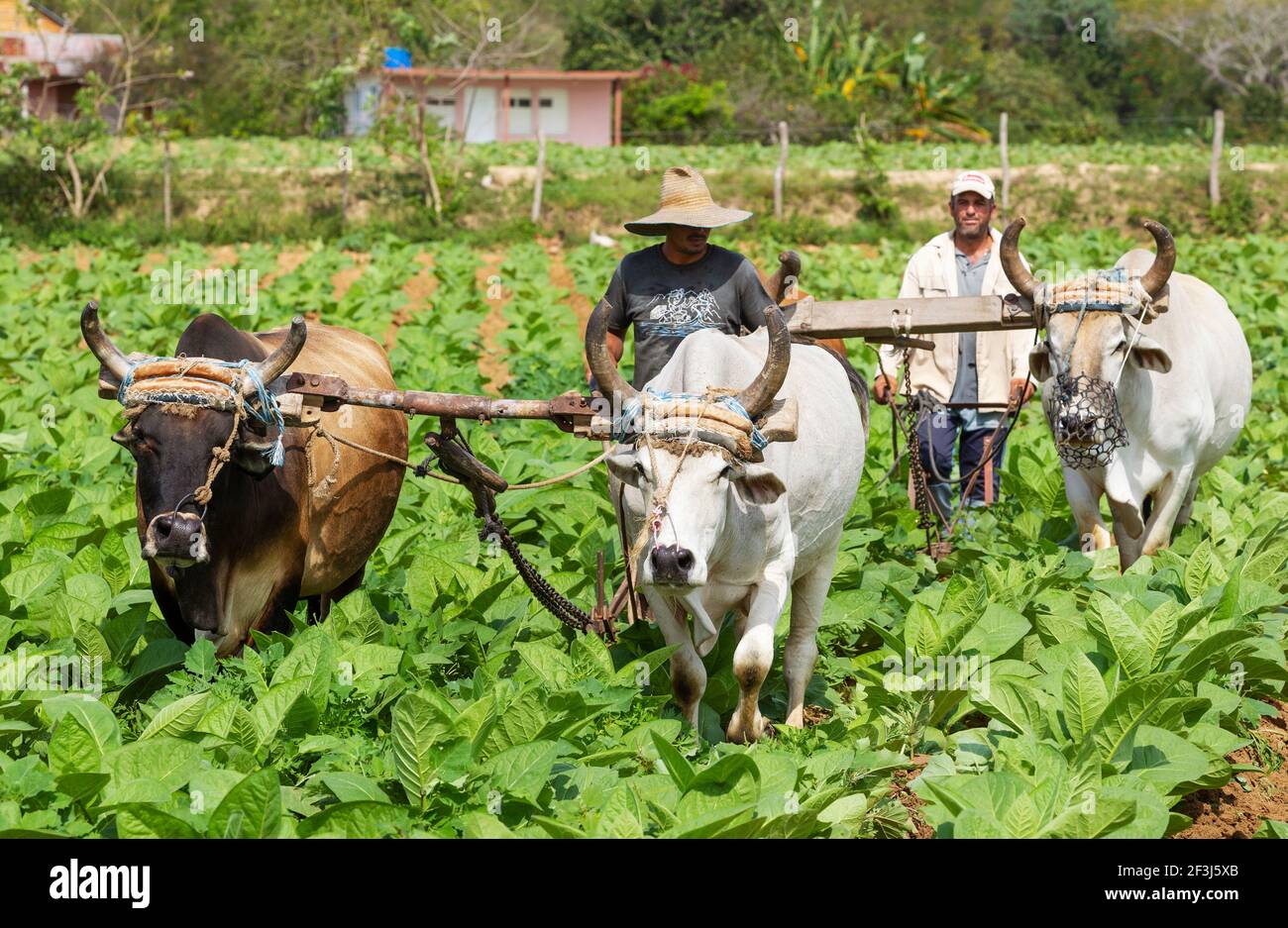 Common tobacco (Nicotiana tabacum), traditional farming with oxen in a ...
